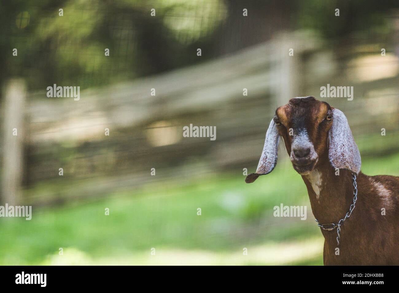 petting zoo goat Stock Photo - Alamy