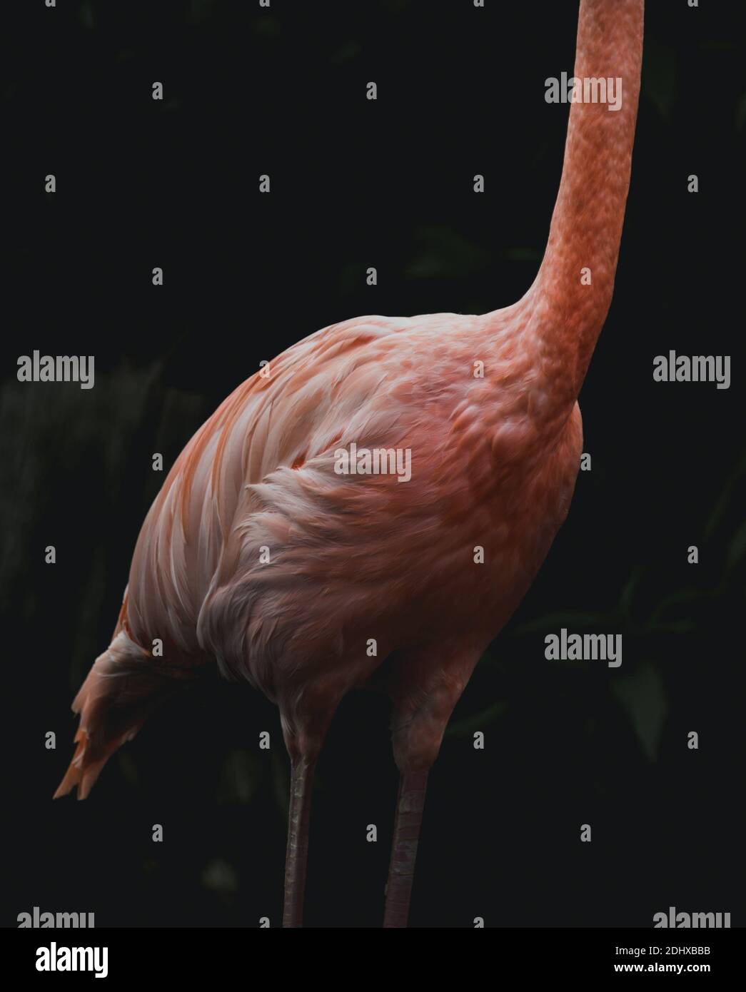 pink flamingo body tall Stock Photo - Alamy