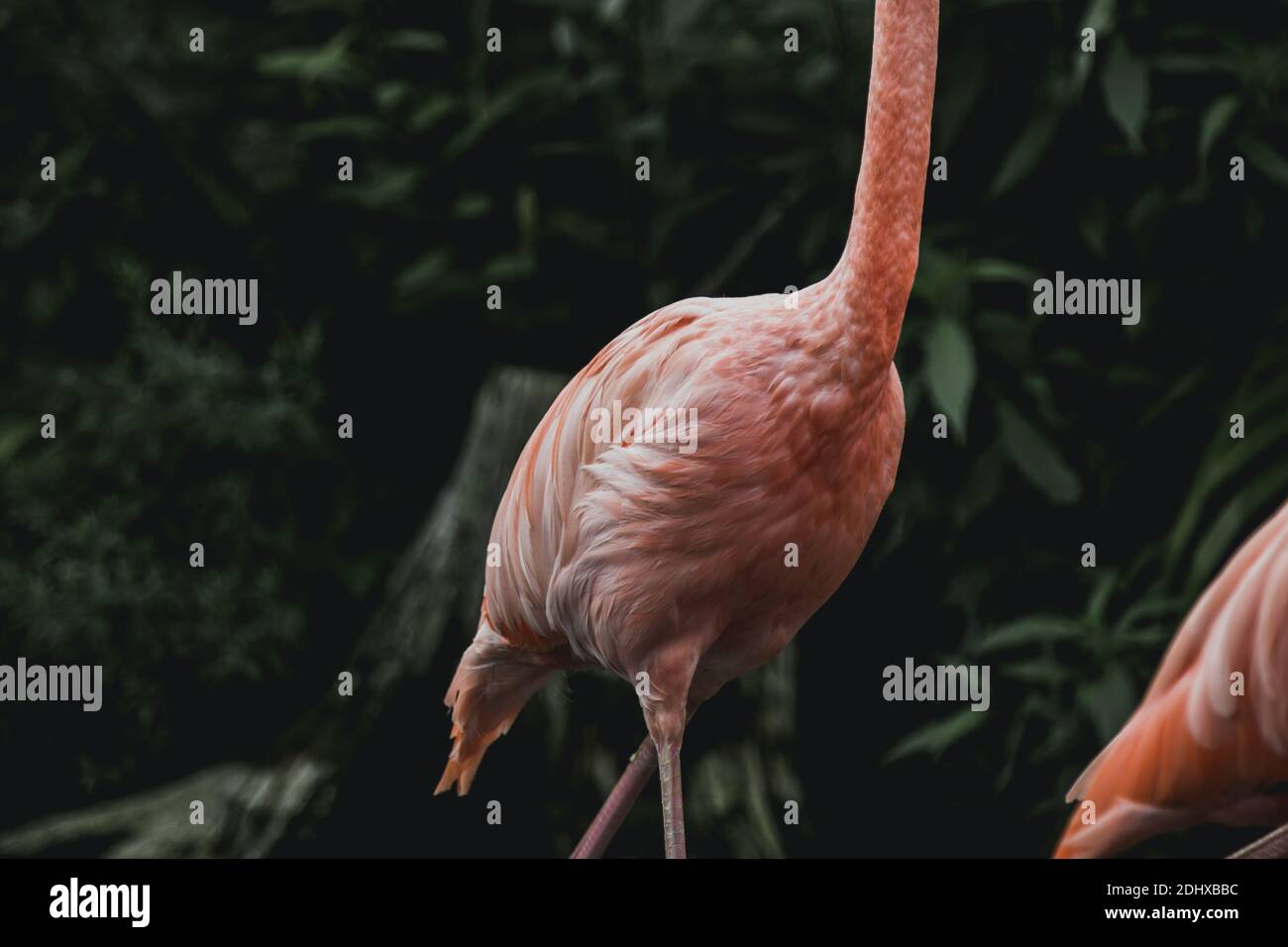pink flamingo body walking Stock Photo - Alamy