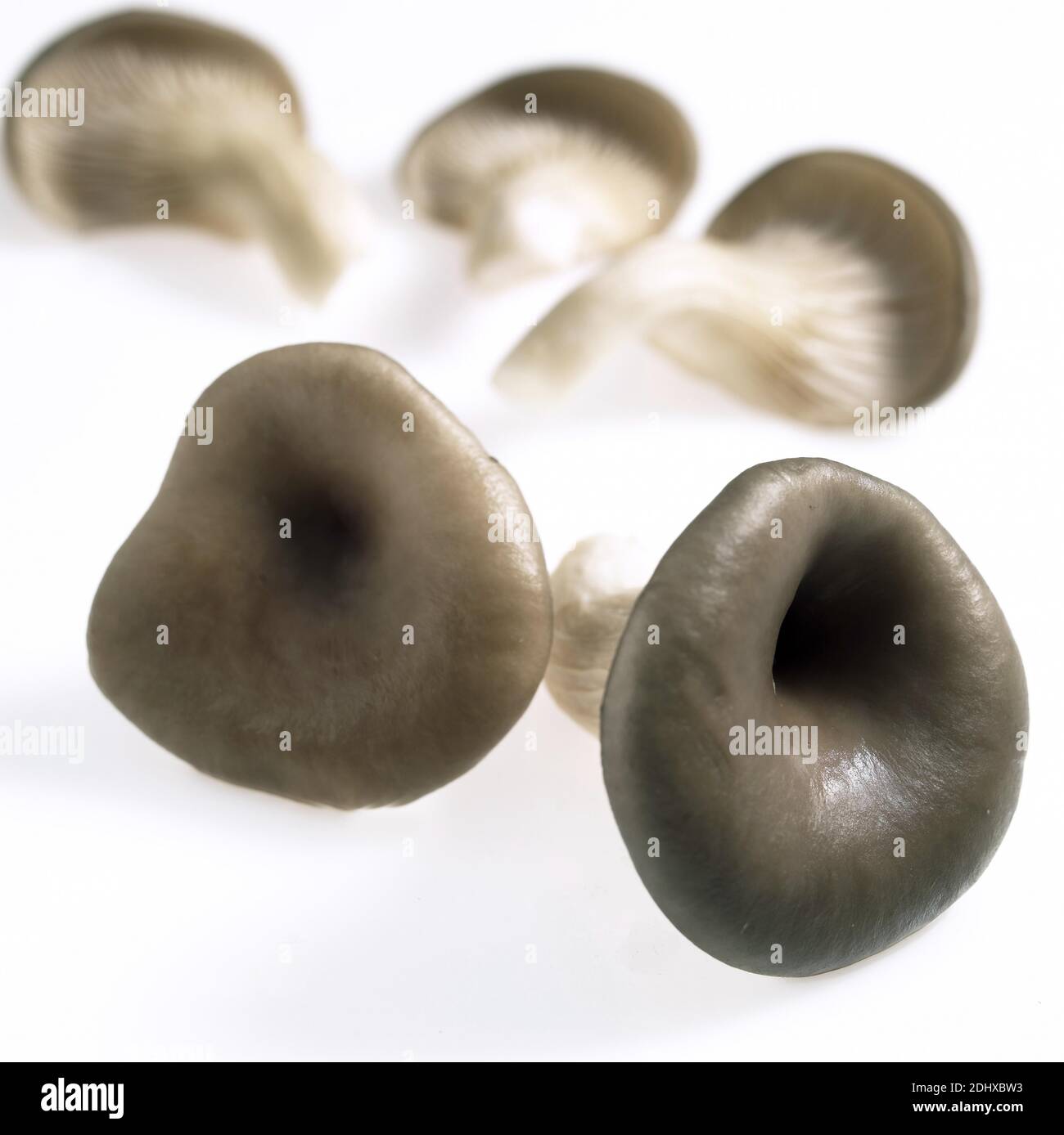 Oyster Mushroom, pleurotus sp., against White Background Stock Photo ...