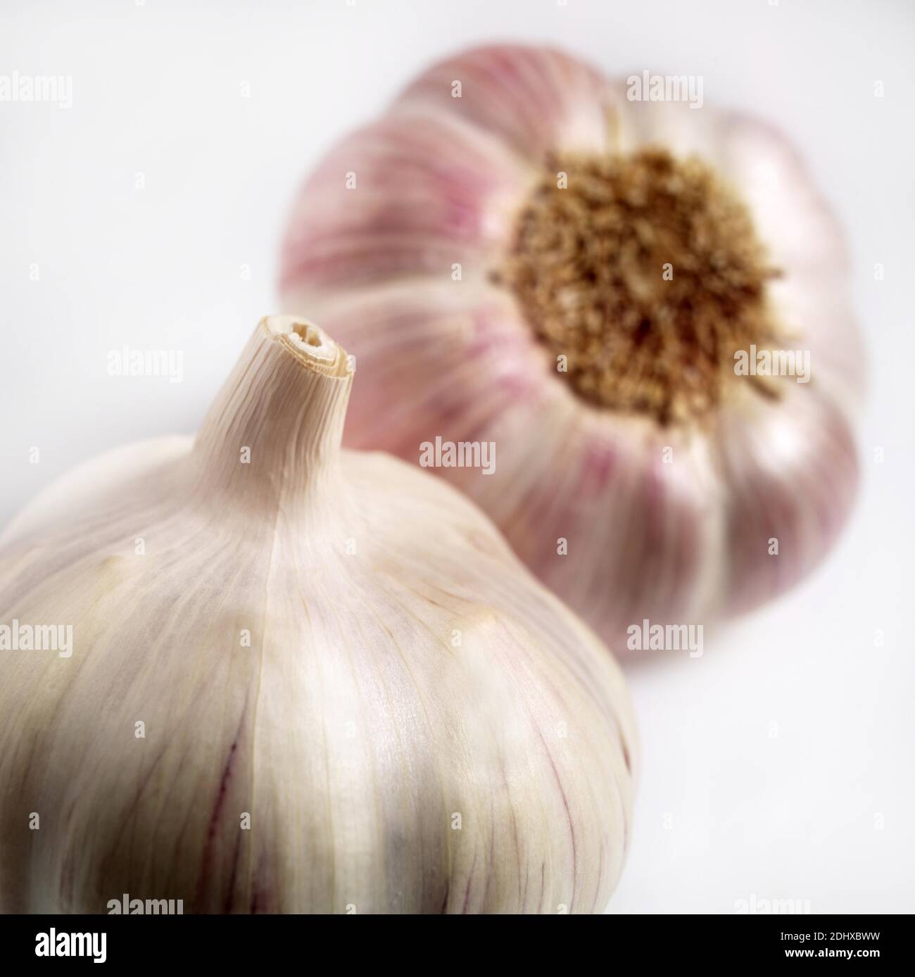 Pink Garlic, allium savitum, Clove against White Background Stock Photo ...