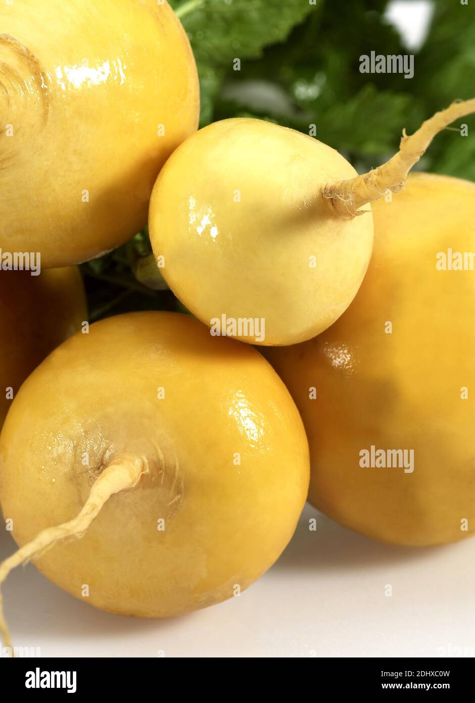 Golden Ball Turnips, brassica rapa, Vegetables against White Background ...