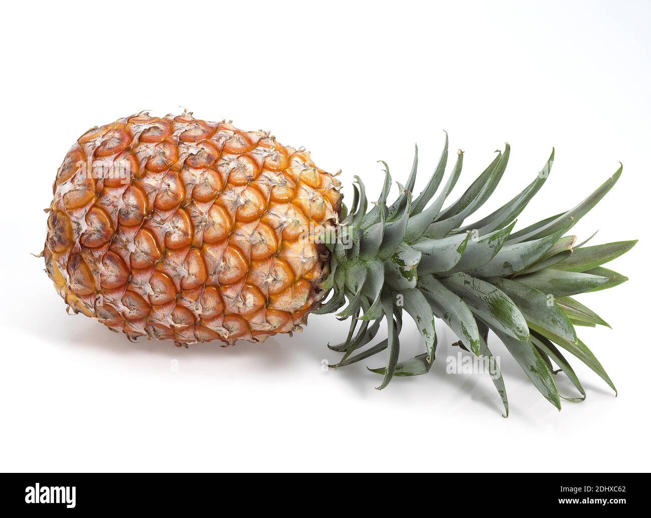 Pineapple, ananas comosus, Fruit against White Background Stock Photo ...