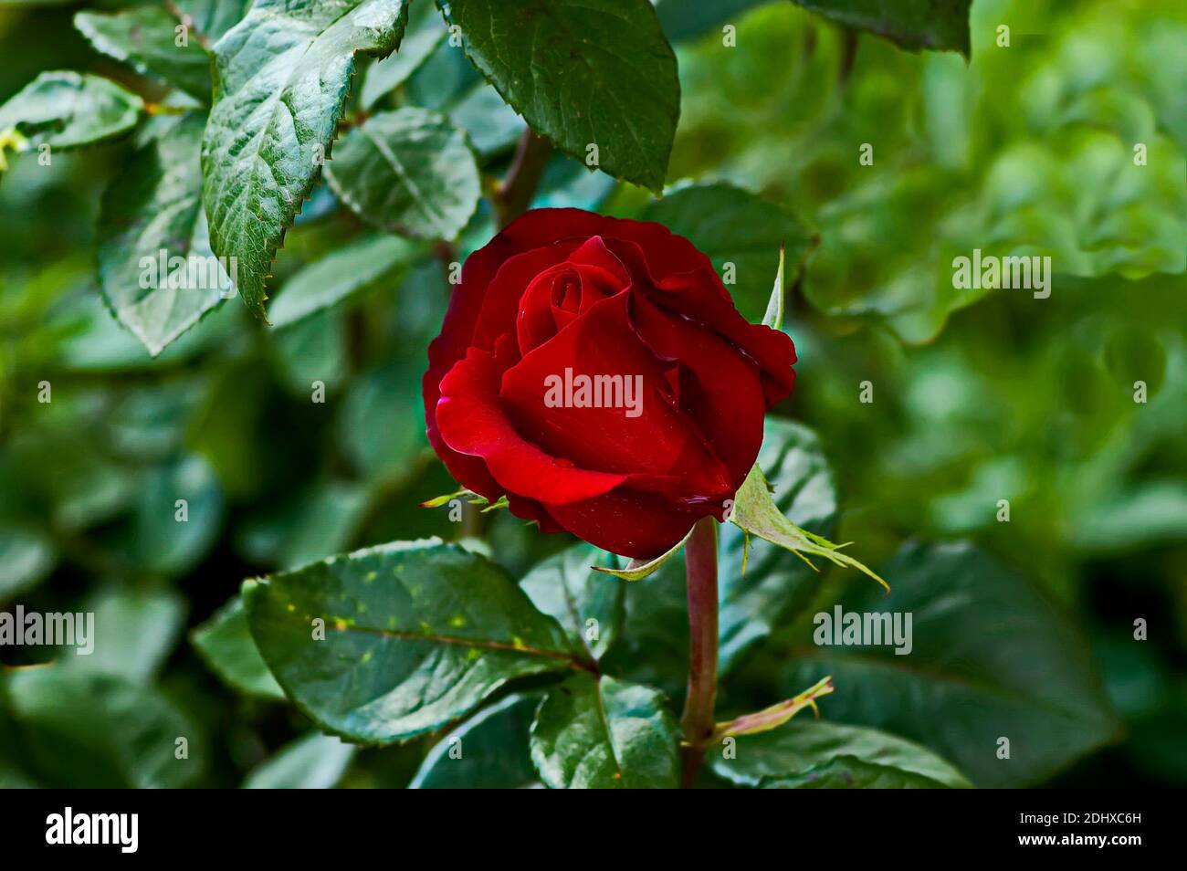 Photo of a rose bush with blooming red color for greeting in a nature ...