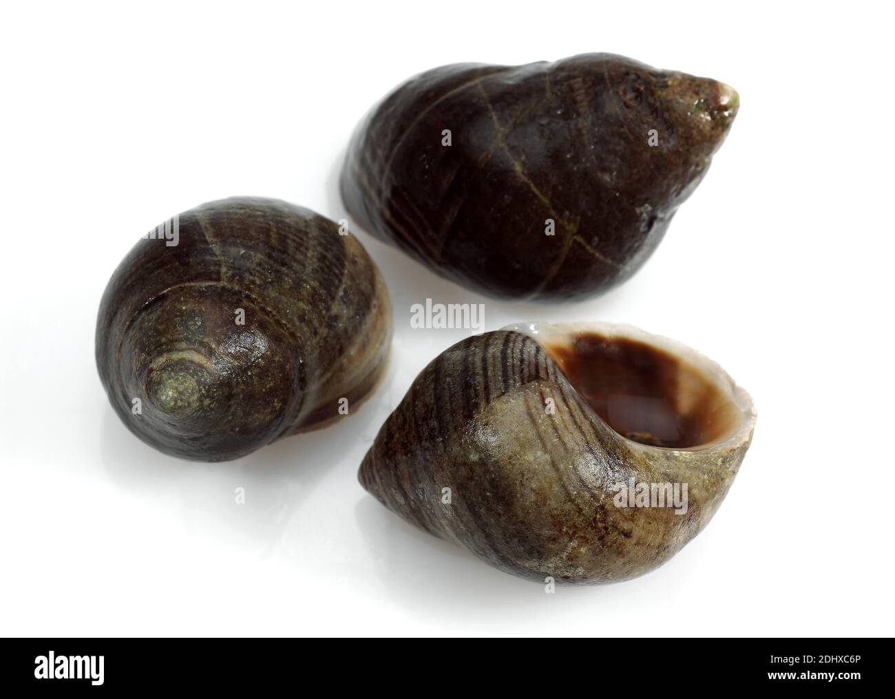 Common Periwinckle, littorina littorea, Shells against White Background Stock Photo - Alamy