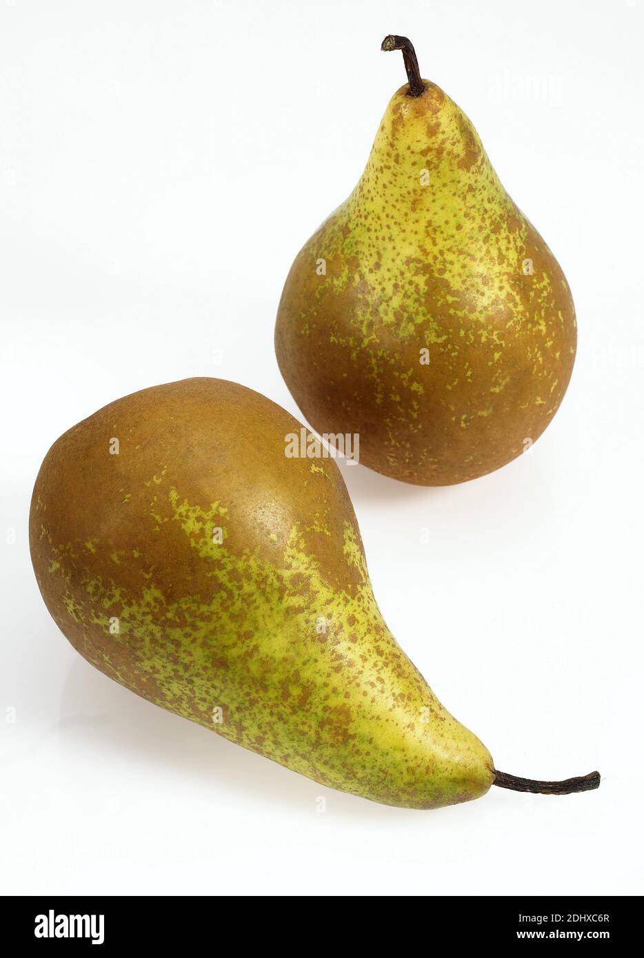 Conference Pear, pyrus communis, Fruits against White Background Stock ...
