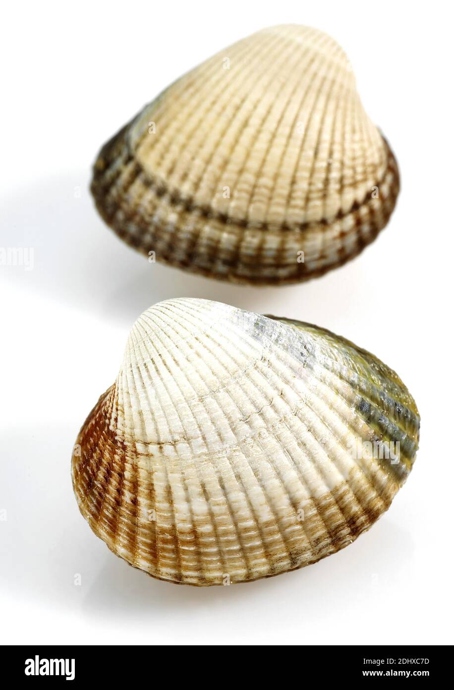 Common Cockle, cerastoderma edule, Shells against White Background ...