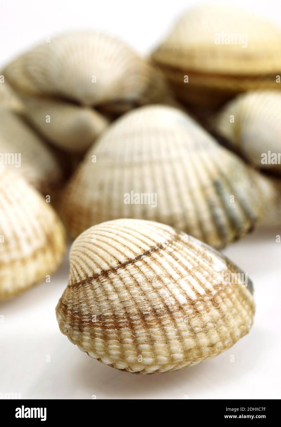Common Cockle, cerastoderma edule, Shells against White Background ...