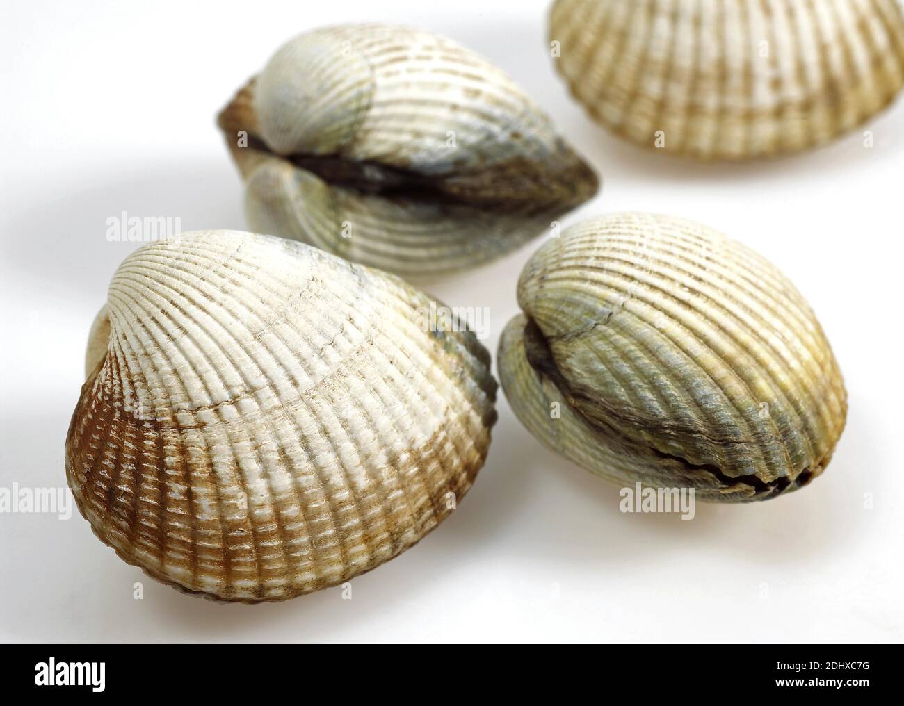 Common Cockle, cerastoderma edule, Shells against White Background ...