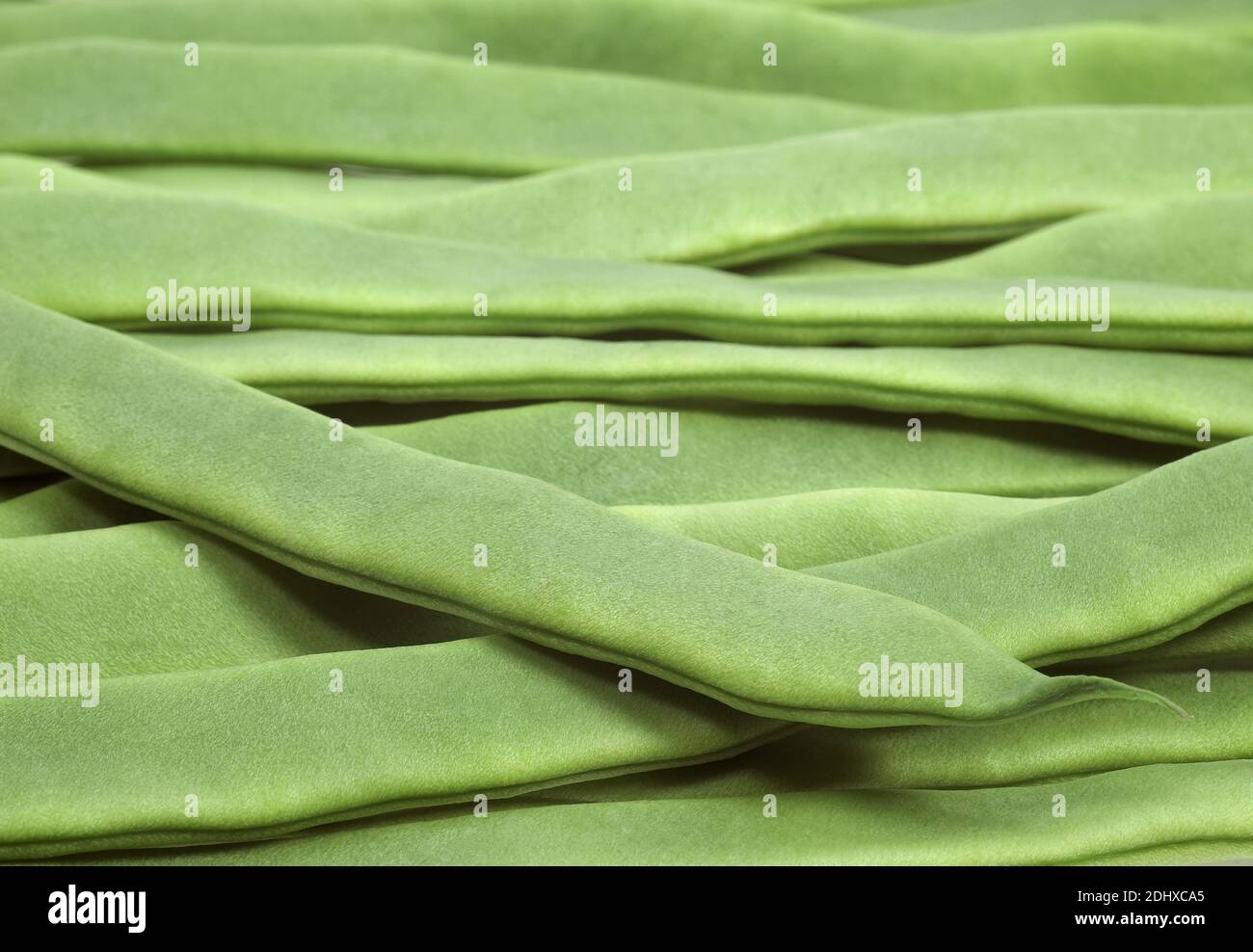 French bean called coco plat hi-res stock photography and images - Alamy