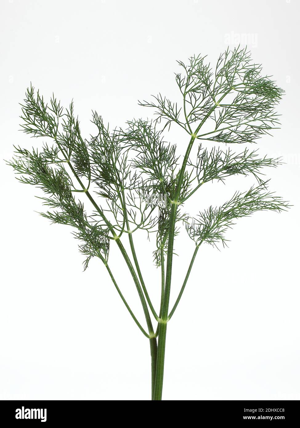 Dill, anethum graveolens against White Background Stock Photo - Alamy
