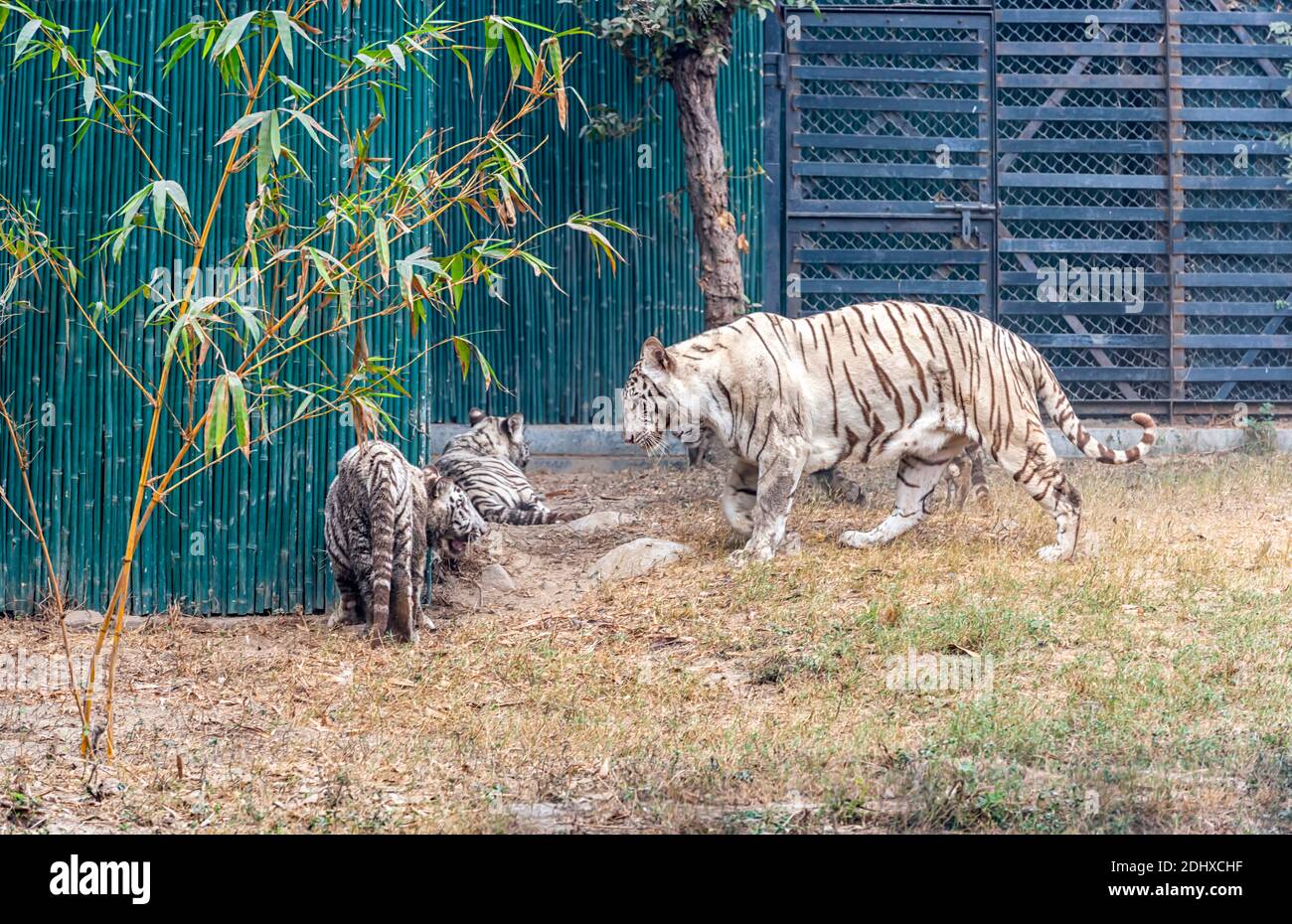 A female white tiger playing with her cubs inside the tiger enclosure at the National Zoological ...