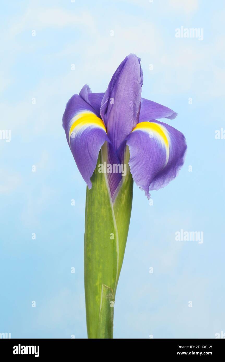 Blue yellow iris hi-res stock photography and images - Alamy