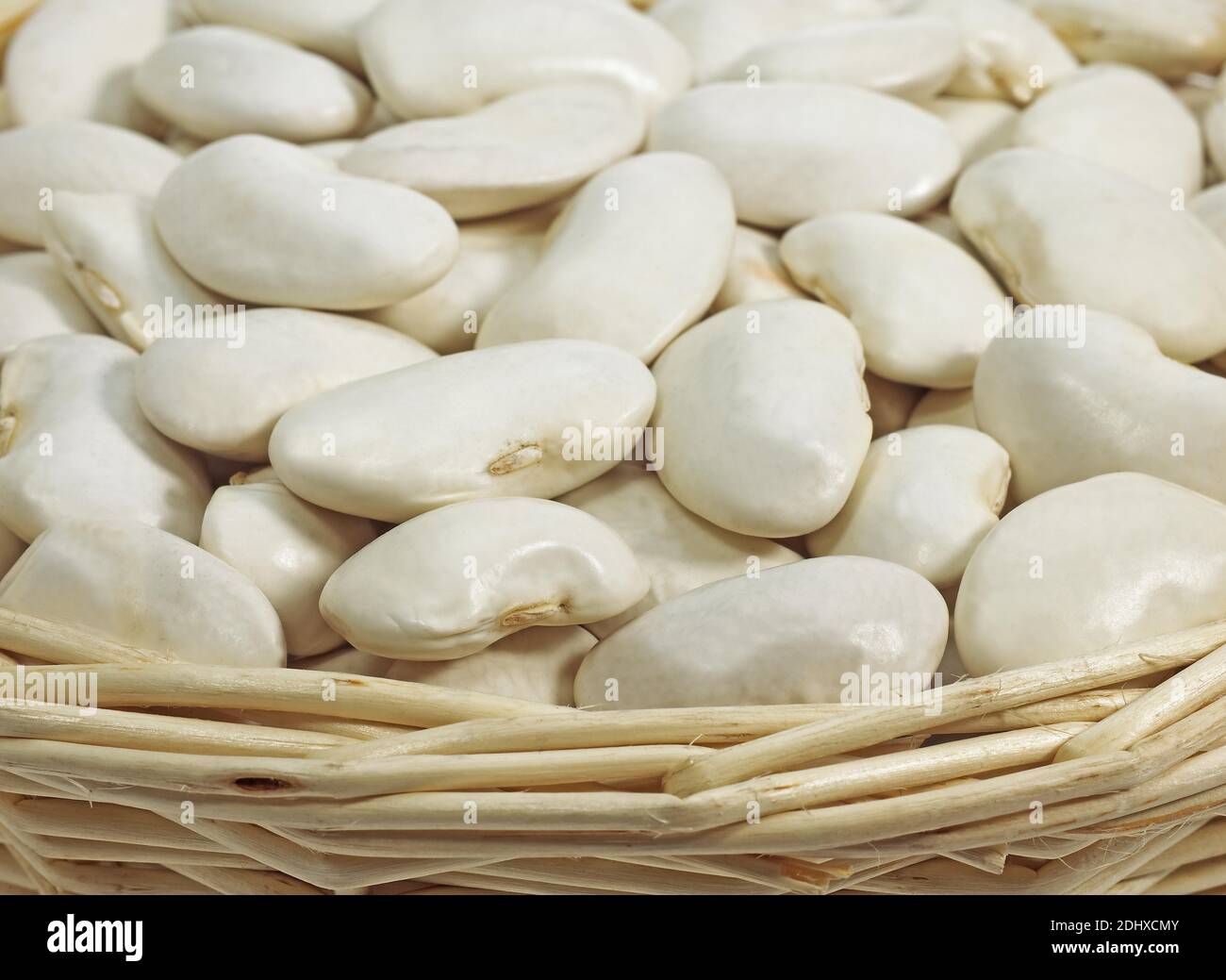 French Soissons Beans, phaseolus vulgaris Stock Photo - Alamy