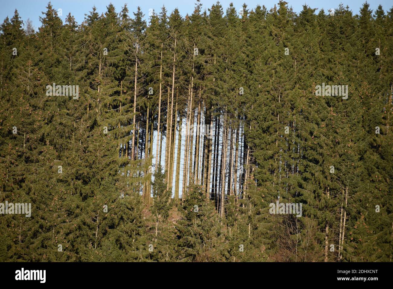 forest in the area around Hohe Acht Stock Photo - Alamy
