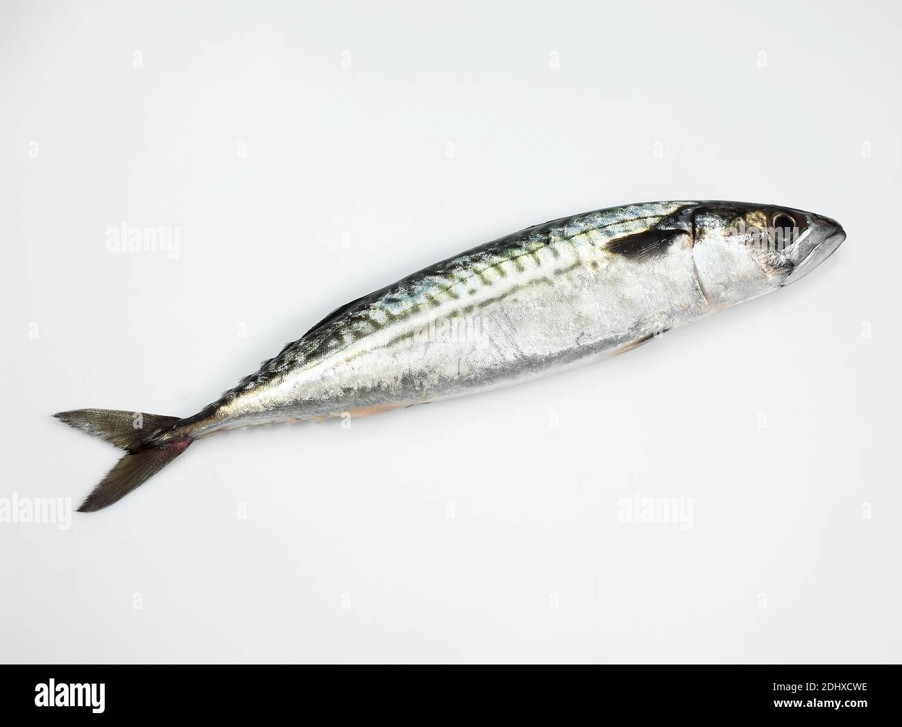 Mackerel, scomber scombrus, Fresh Fish against White Background Stock ...