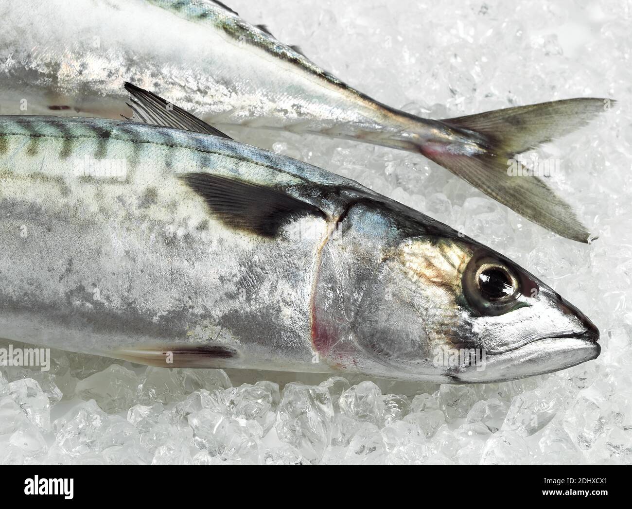 Scomber scombrus at fish shop hi-res stock photography and images - Alamy