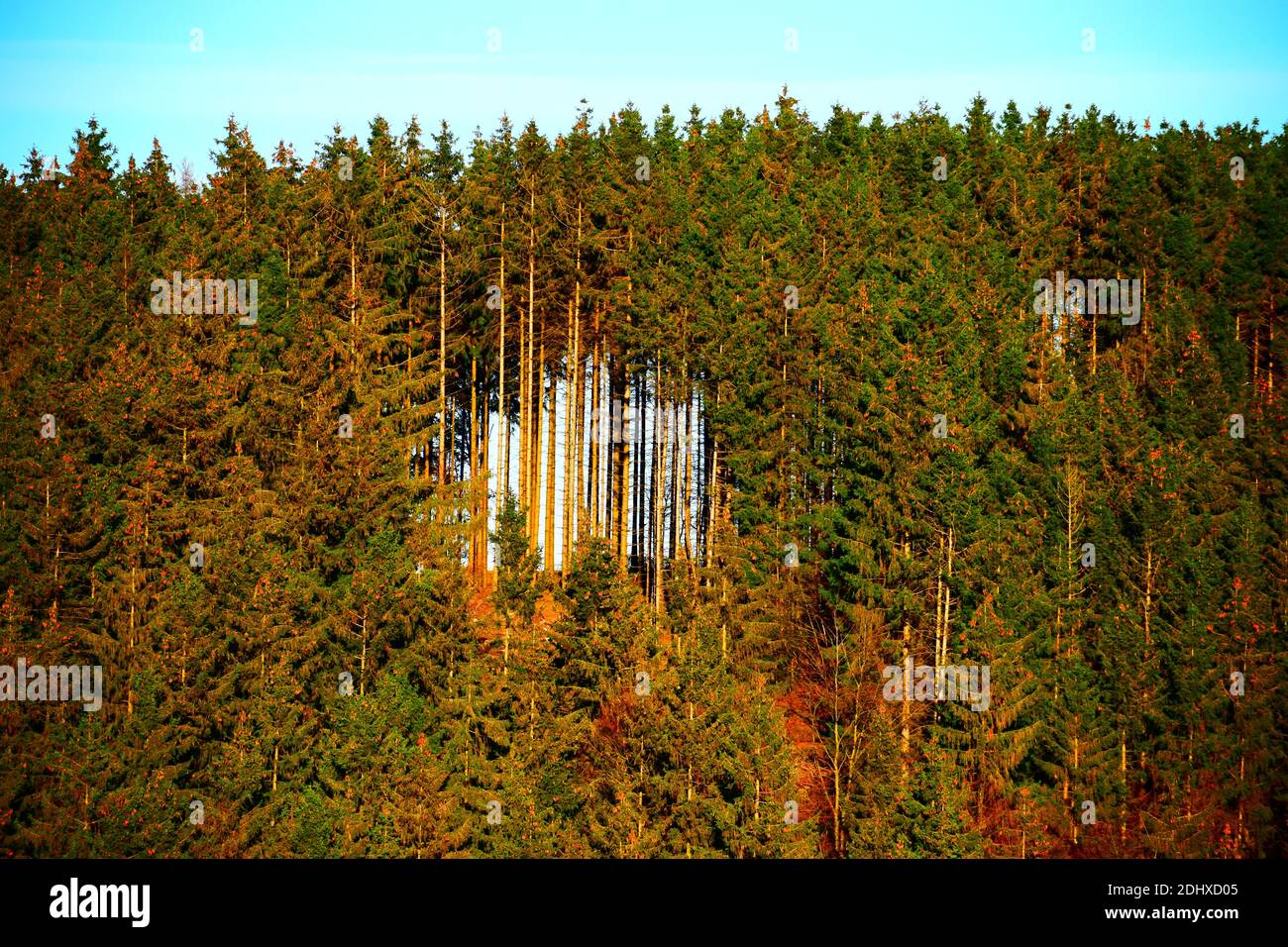 forest in the area around Hohe Acht Stock Photo - Alamy