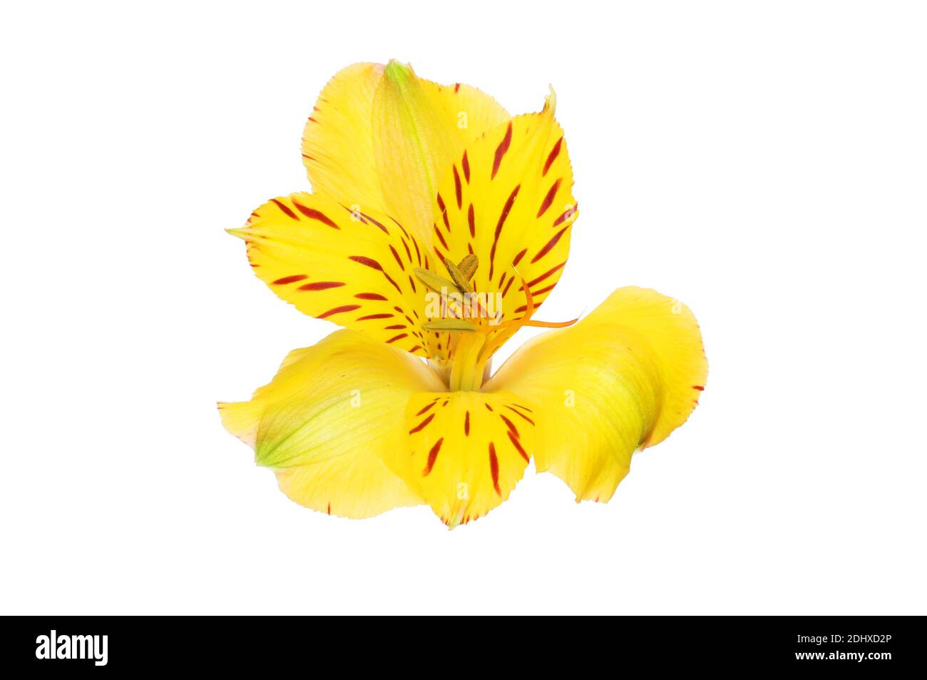Yellow alstroemeria flower isolated against white Stock Photo - Alamy