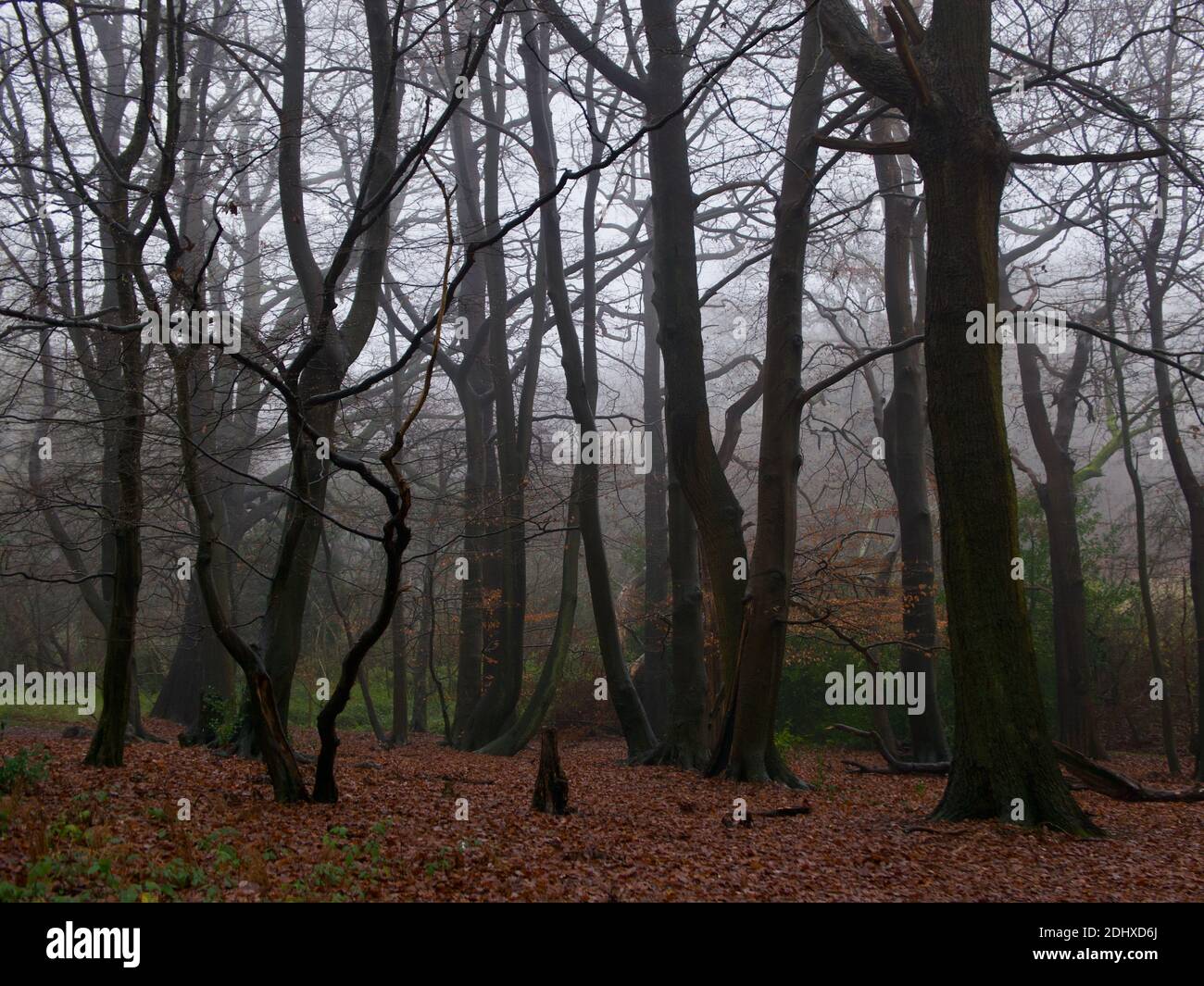 Trees in woods with no foliage apart from fall foliage on the ground ...
