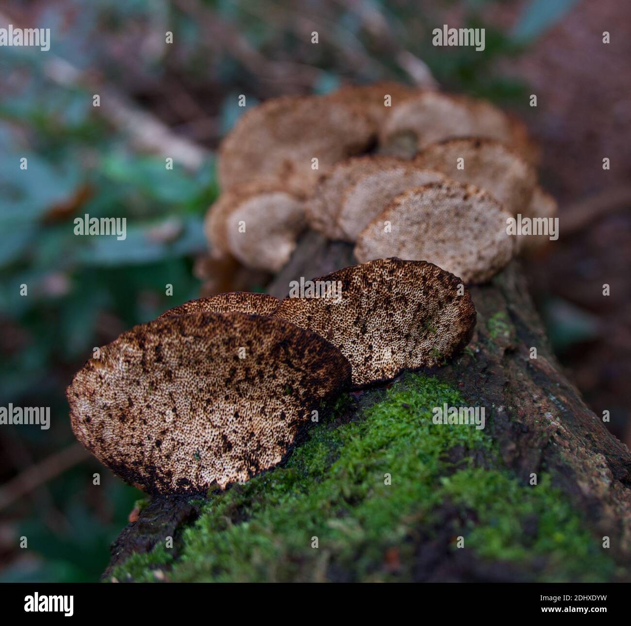 Porous fungus hi-res stock photography and images - Alamy