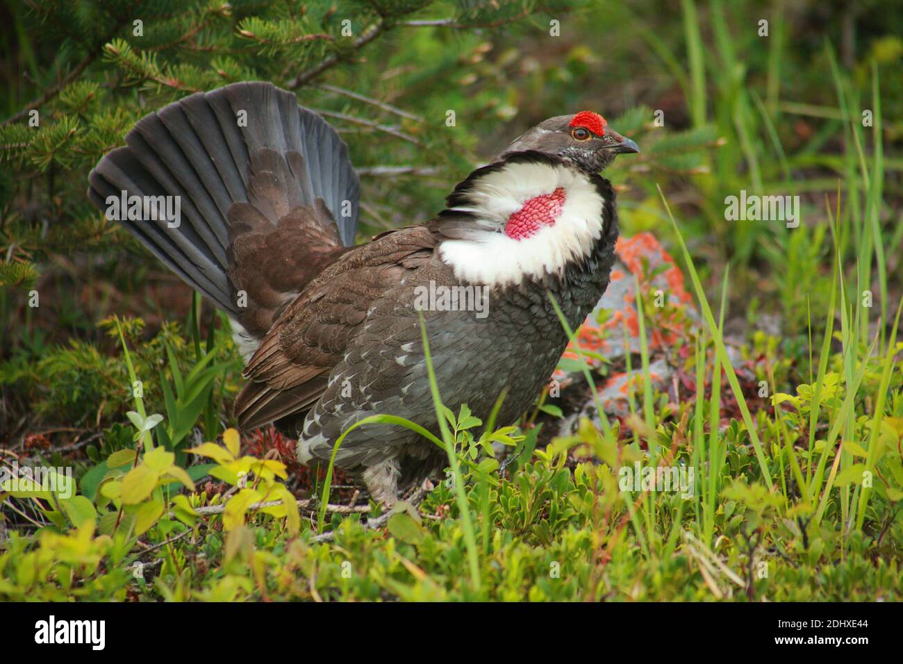 Male grouse hi-res stock photography and images - Alamy