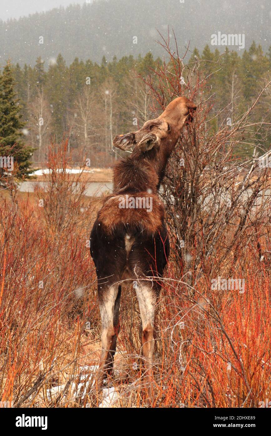 Moose feeding winter hi-res stock photography and images - Alamy