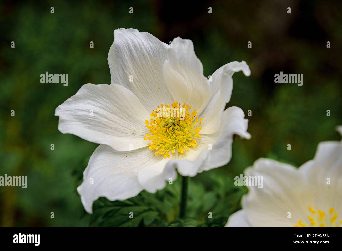 Close-up view of an anemone. White color of the petals and yellow of ...