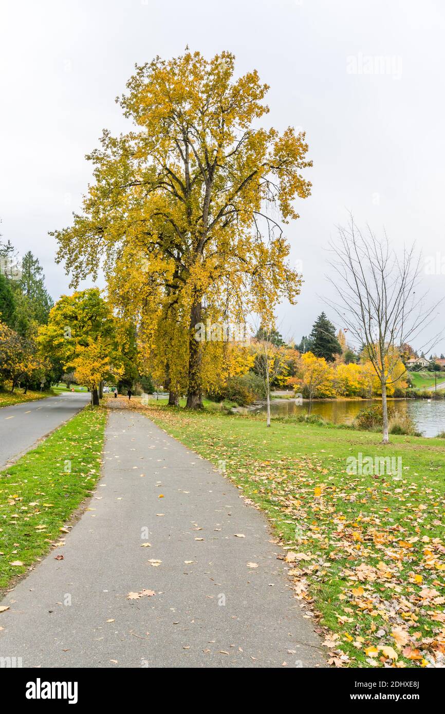 Autumn tree and leaves on the shoreline of Lake Washington in Seattle ...