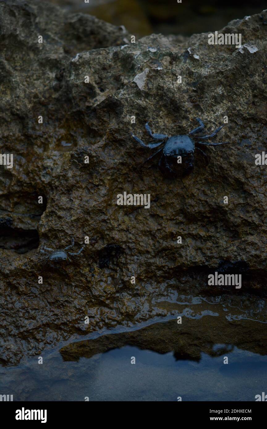 Small crab, crabs on rocks at the beach, at the sea, small waves Stock ...