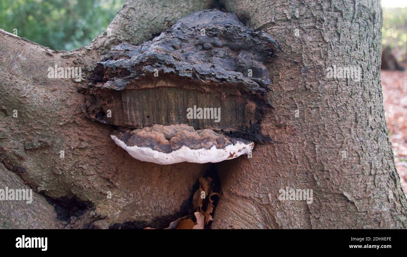 Artists shelf fungus growing out of tree trunk showing detail Stock ...