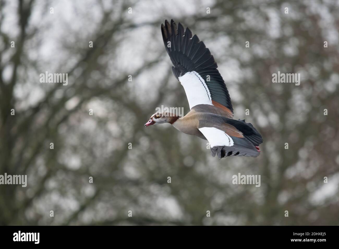 Egyptian goose flying back to nest Stock Photo - Alamy