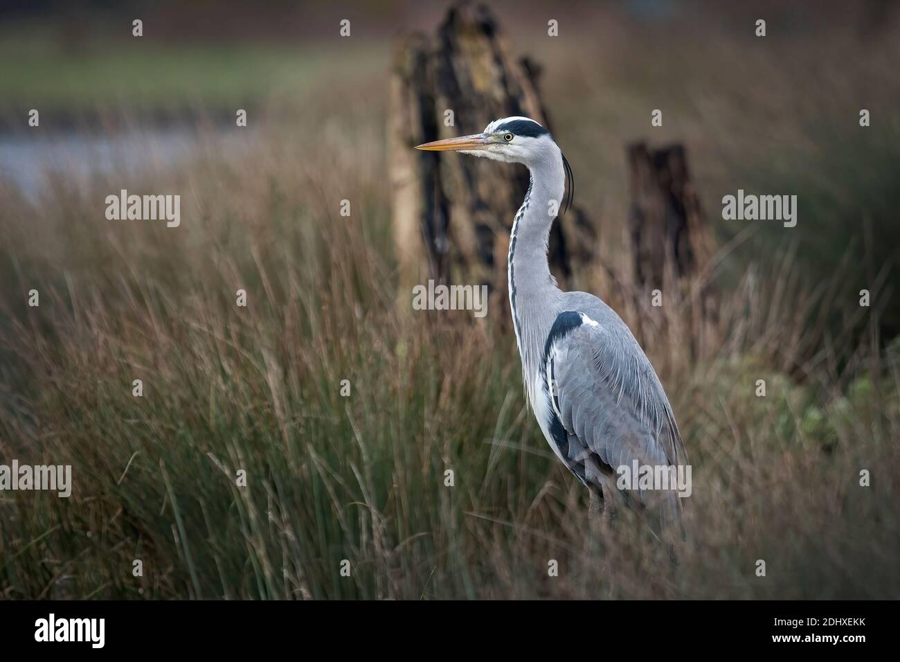 Grey herons are unmistakeable hi-res stock photography and images - Alamy