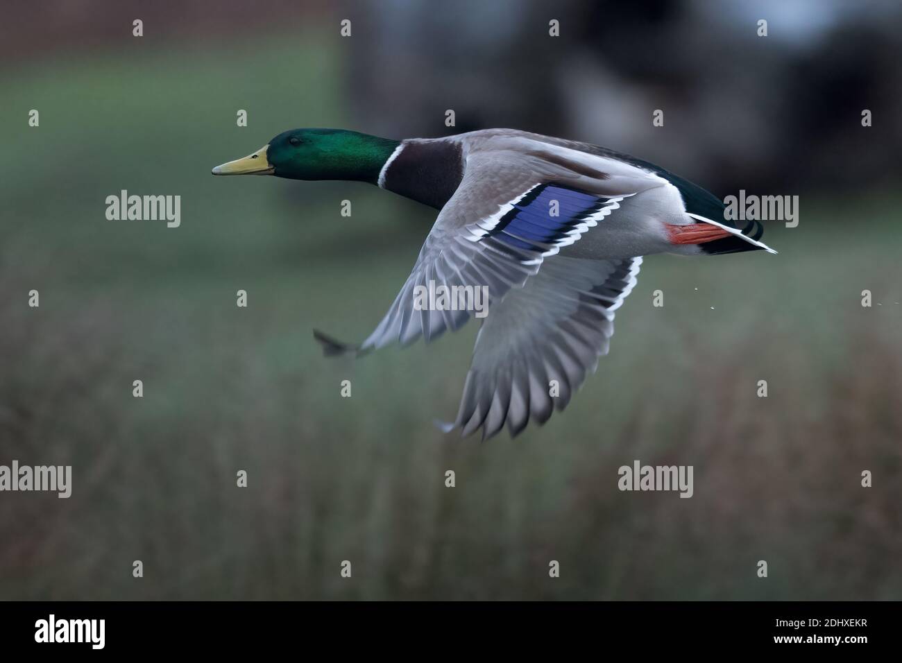 Beautiful colourful Mallard duck in flight Stock Photo - Alamy