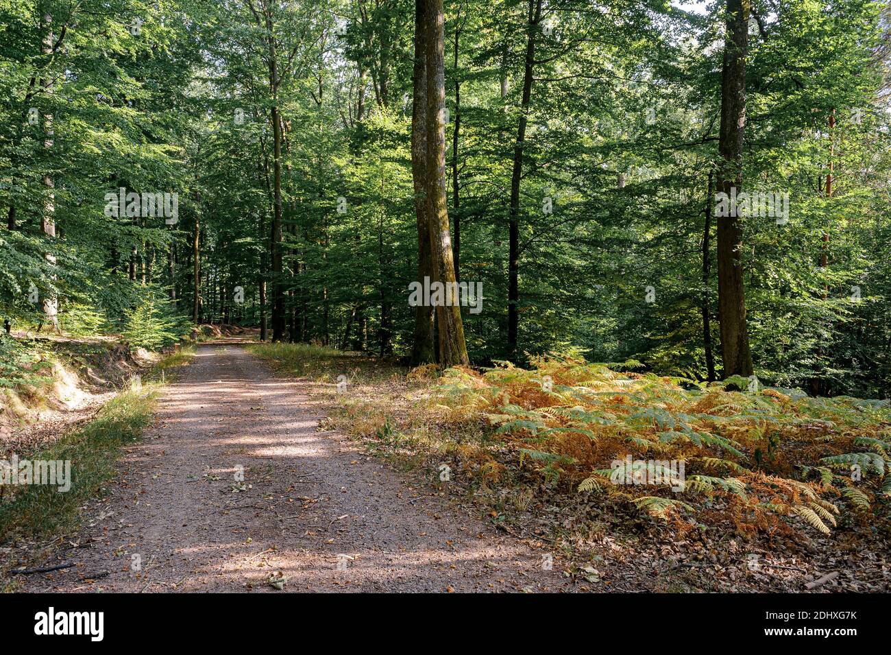 A logging road runs through a forest of oaks and beeches. Ferns grow on ...