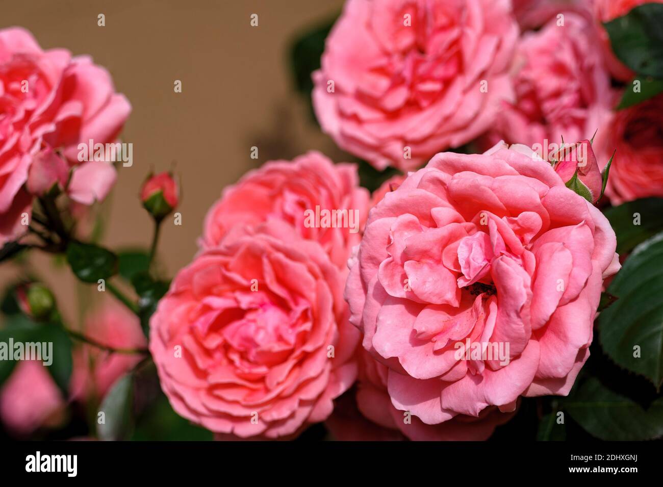 Pink Climbing Rose High Resolution Stock Photography and Images - Alamy