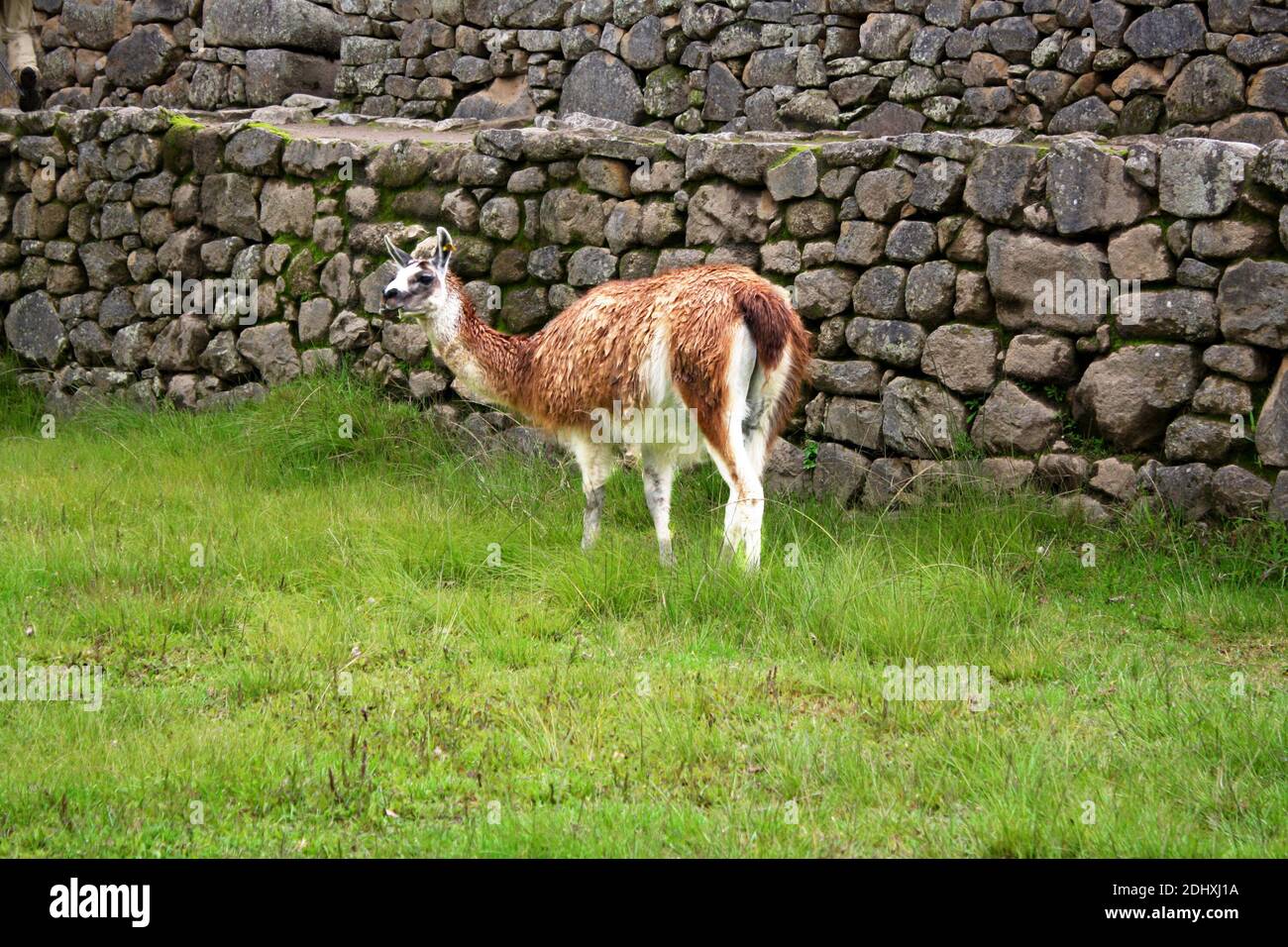 Lama in Peru Stock Photo - Alamy