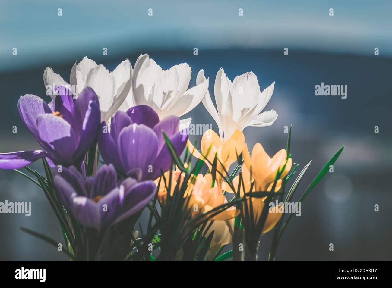 Yellow crosus hi-res stock photography and images - Alamy