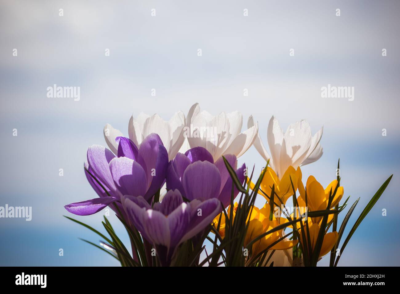 white, purple and yellow crosus flowers in bouquet Stock Photo - Alamy