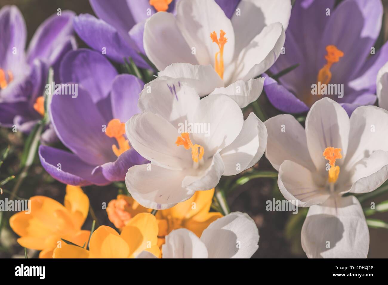 Yellow crosus hi-res stock photography and images - Alamy