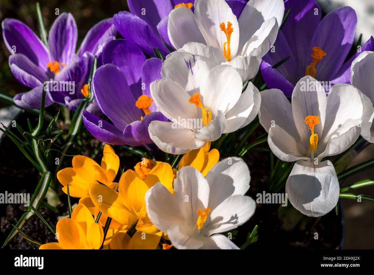 white, purple and yellow crosus flowers in bouquet Stock Photo - Alamy
