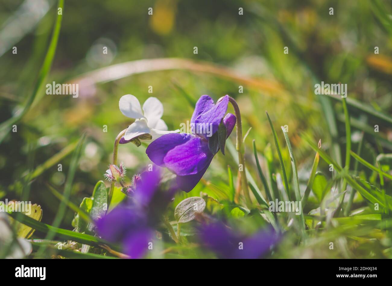 white, purple and yellow crosus flowers in bouquet Stock Photo - Alamy