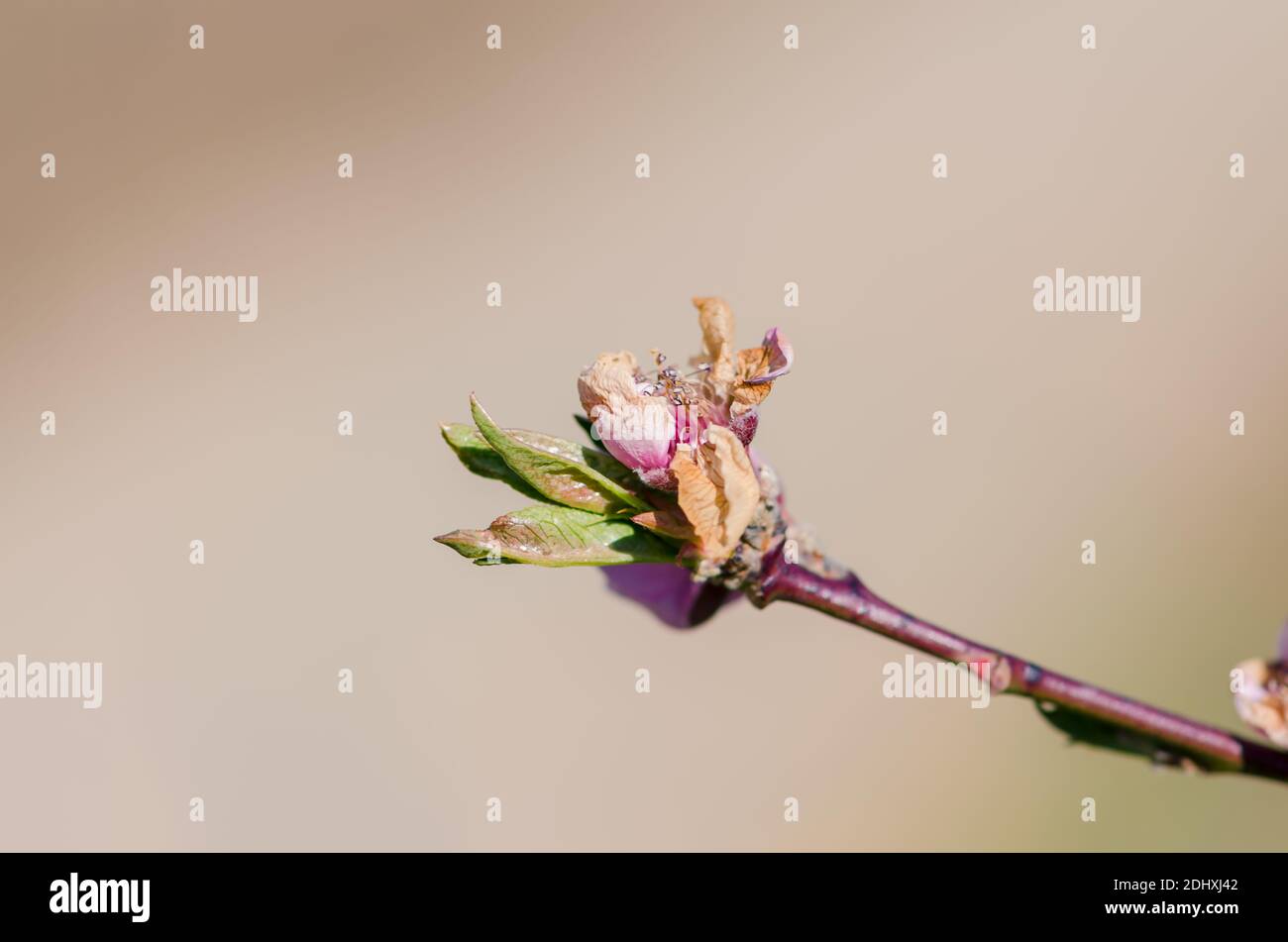 Apple tree blossom frost hi-res stock photography and images - Alamy