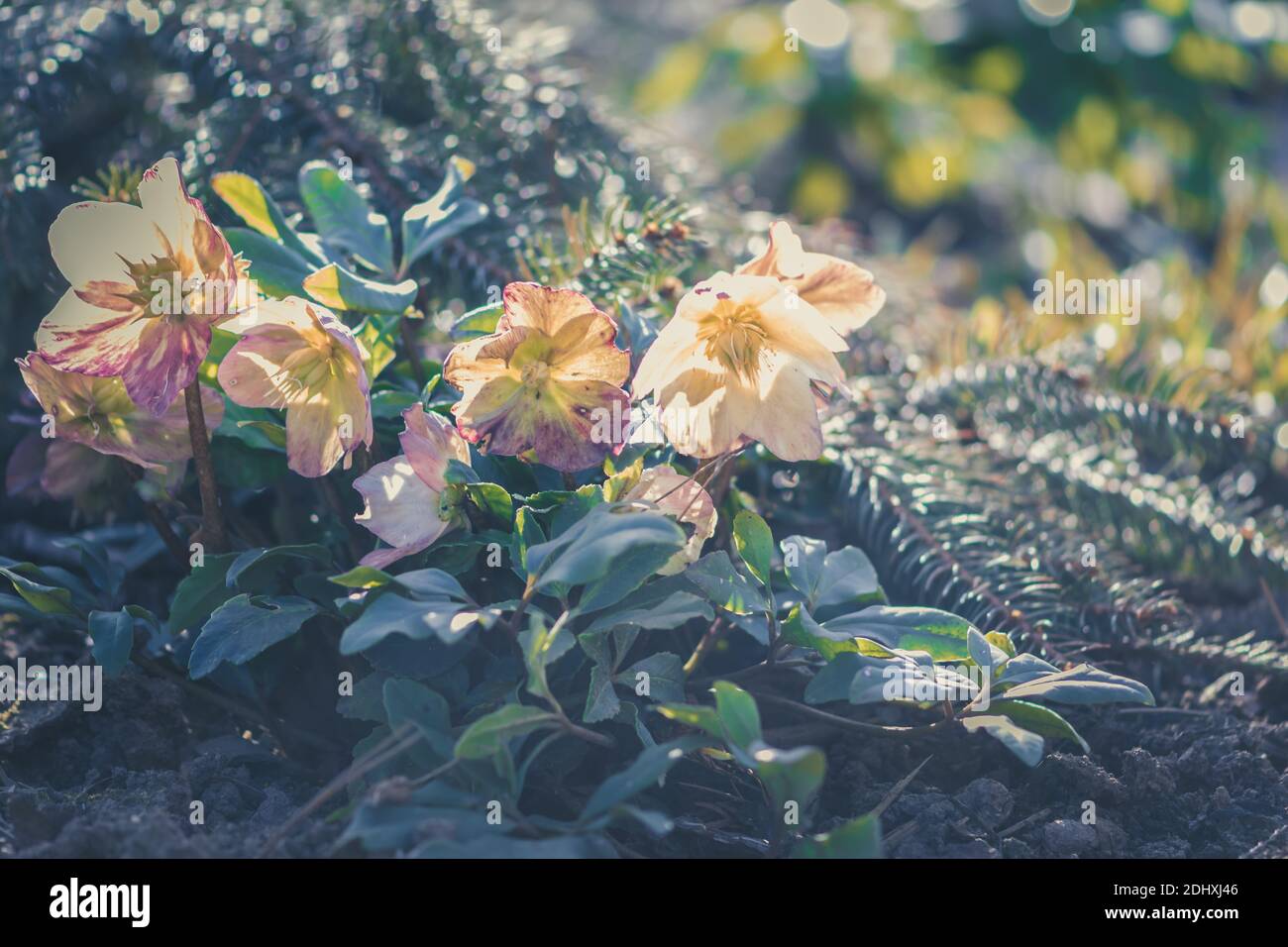 snowbell helleborus evergreen blooming flower in spring winter time ...