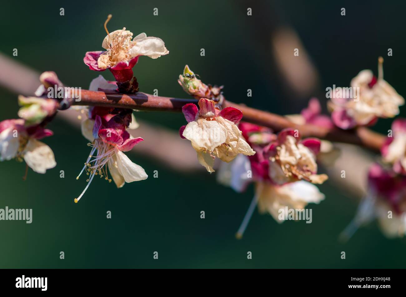 frozen and damaged apple flower on the tree Stock Photo - Alamy