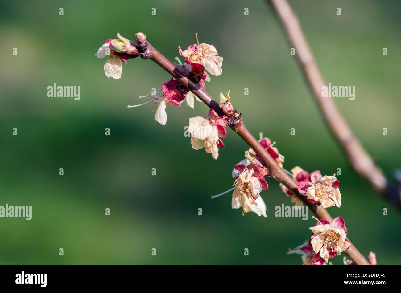 frozen and damaged apple flower on the tree Stock Photo - Alamy