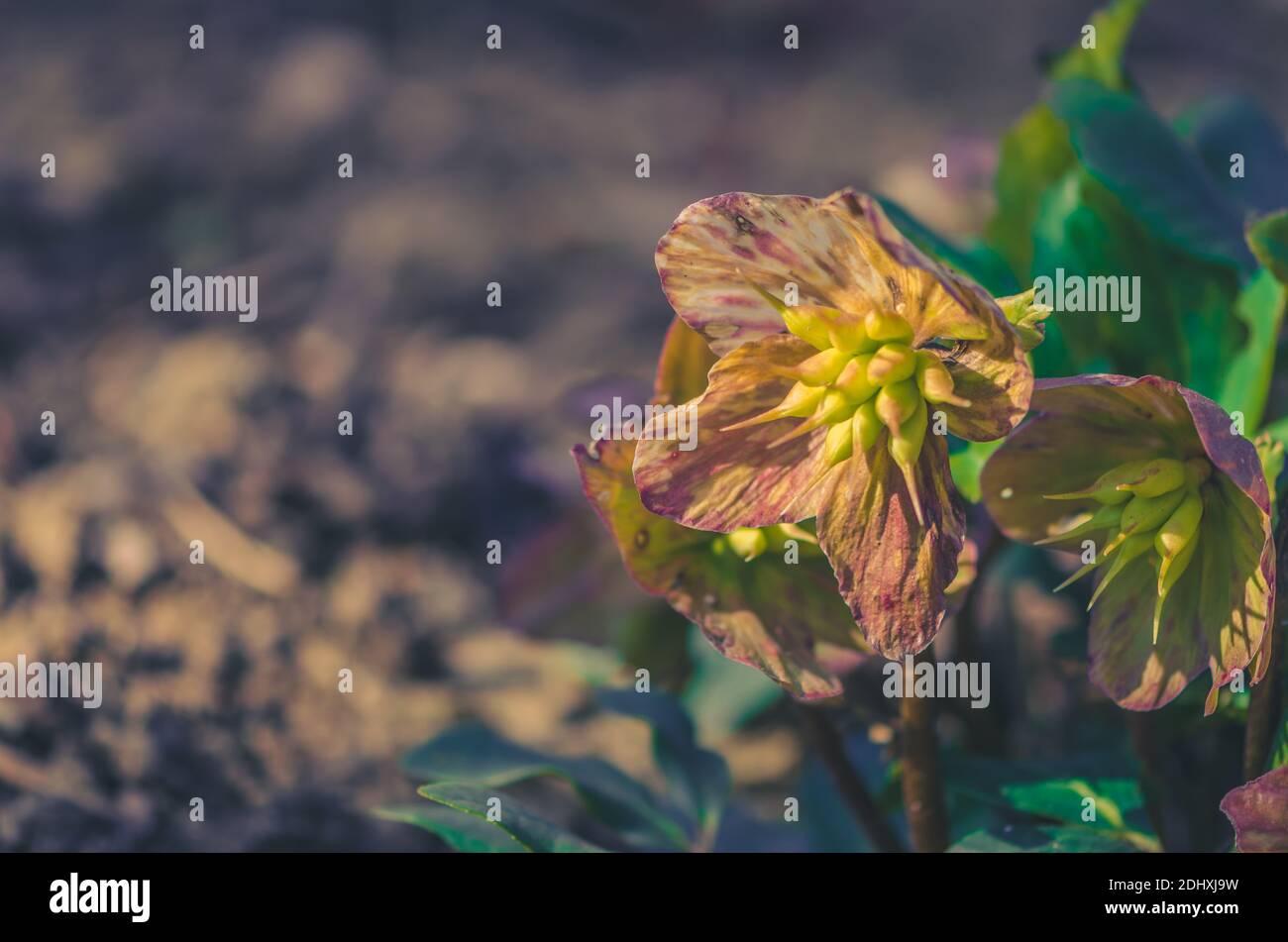 pink helleborus evergreen blooming flower in spring winter time in ...