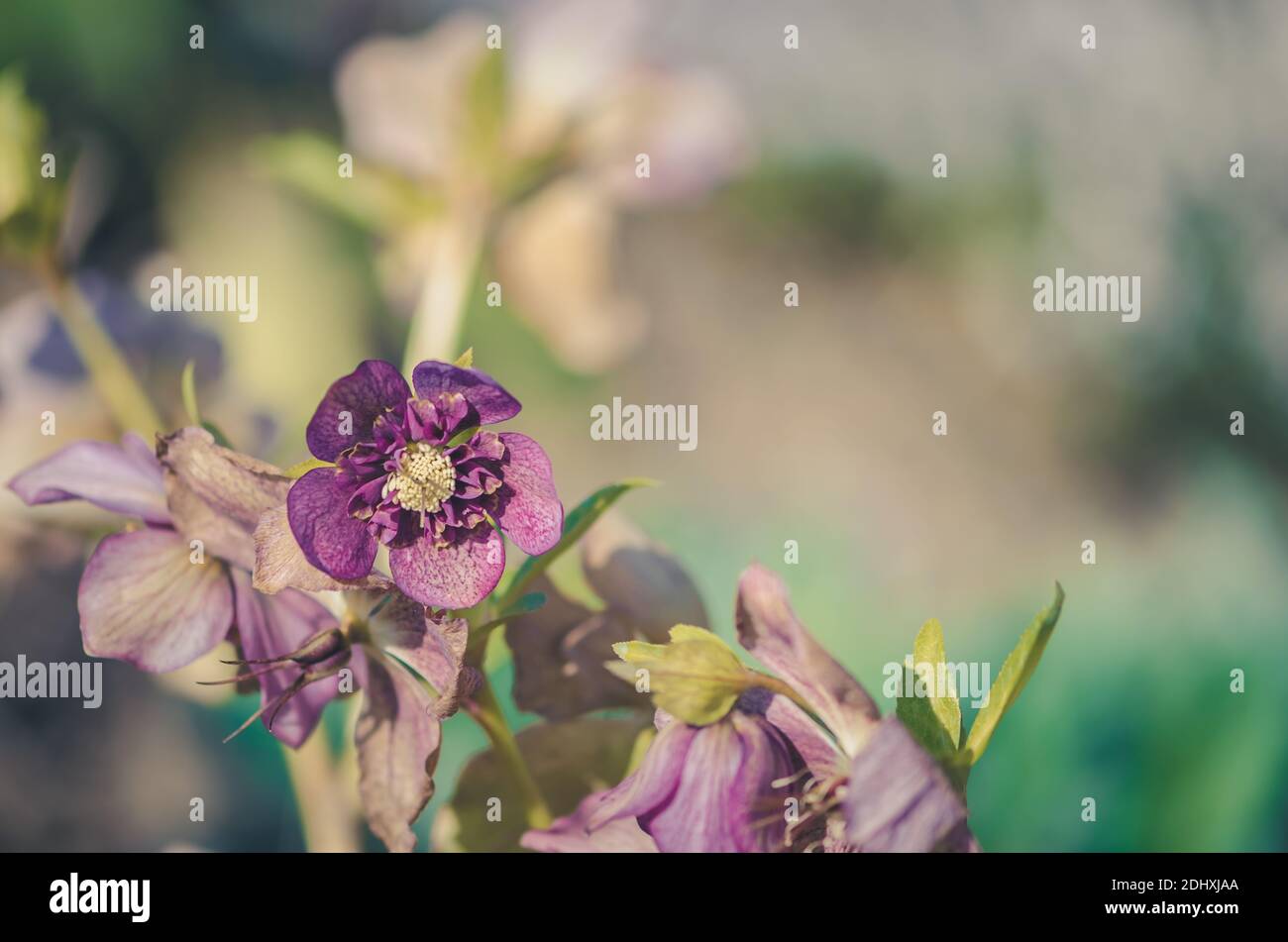 snowbell helleborus evergreen blooming flower in spring winter time ...