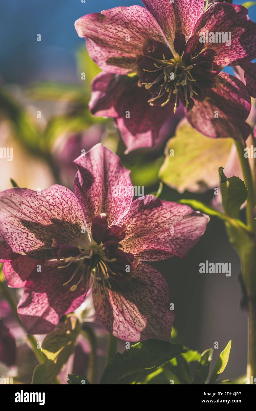 snowbell helleborus evergreen blooming flower in spring winter time ...