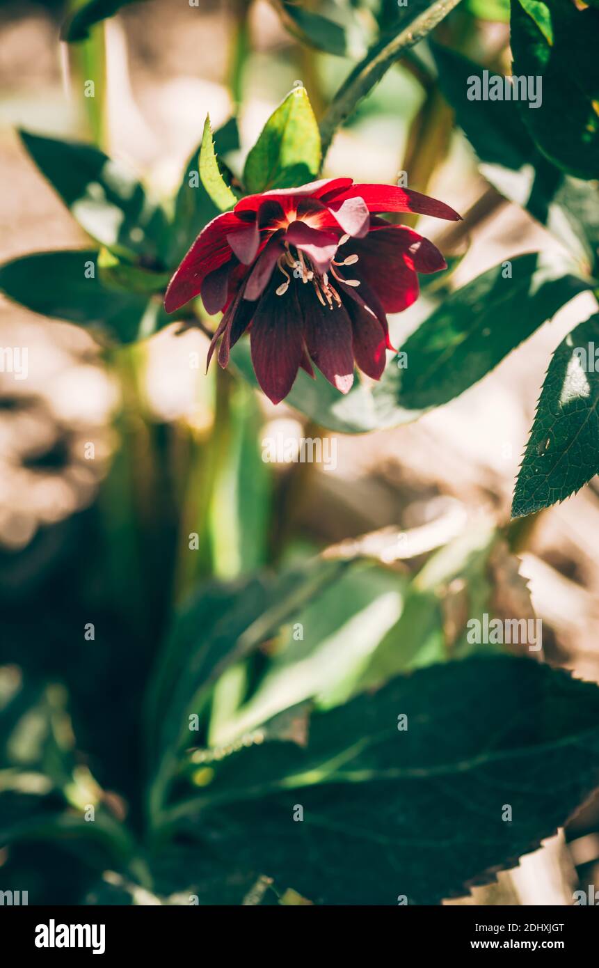 Snowflower High Resolution Stock Photography and Images - Alamy